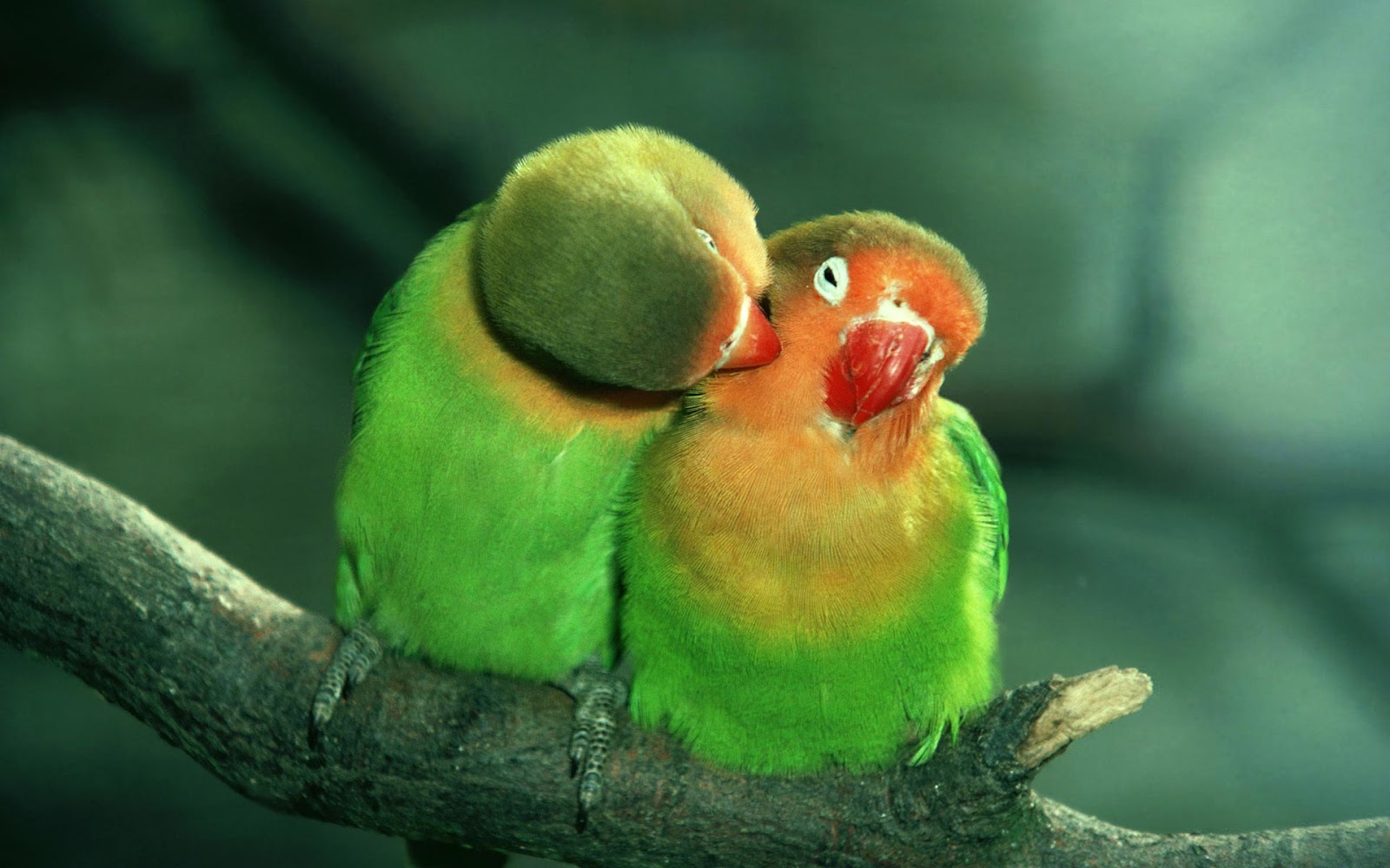Amazing Lovebirds : Love Bird Information and Pictures | Most ...