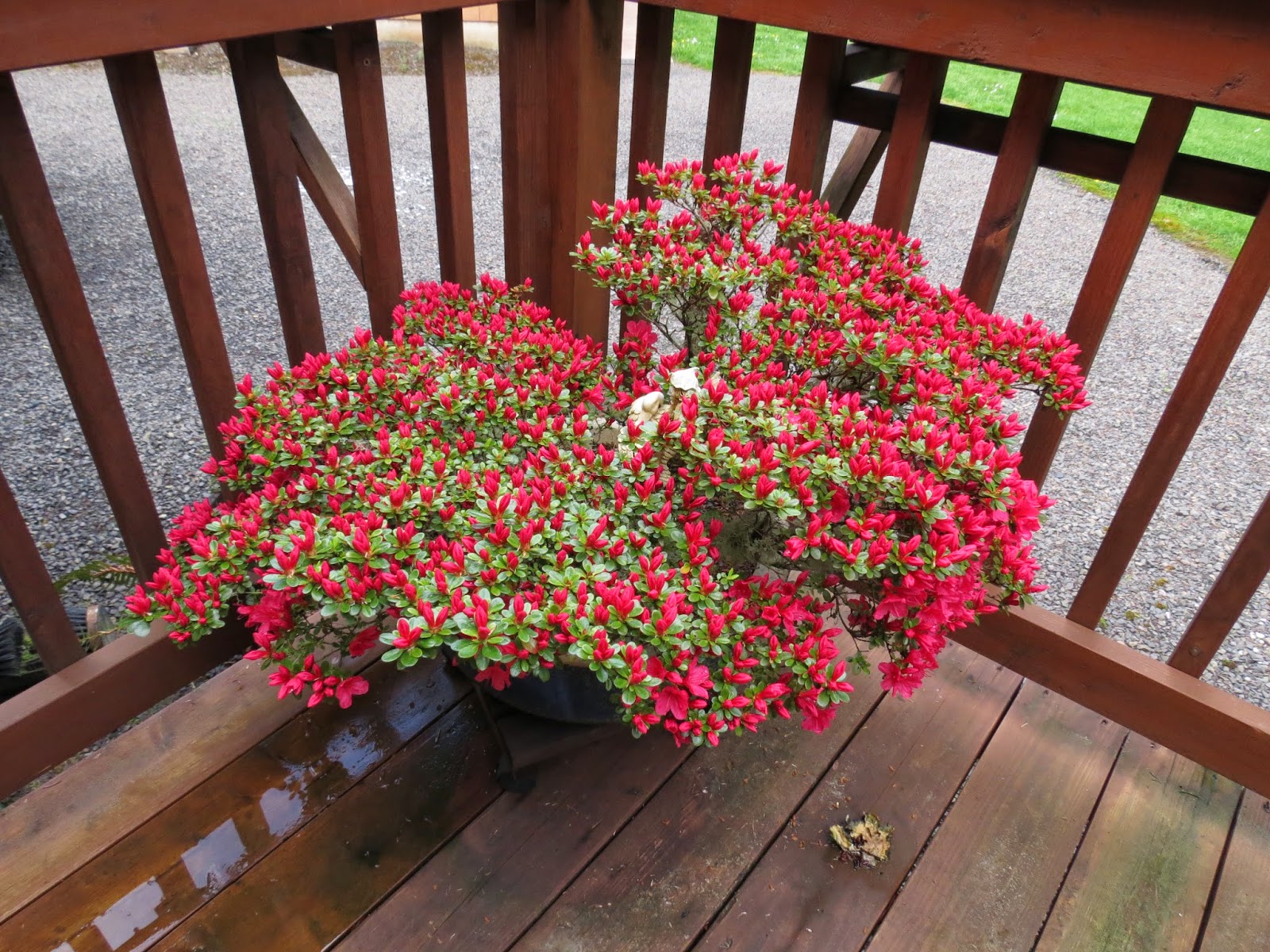 My favorite plant in the garden this week is...Rhododendron 'Hino-crimson'