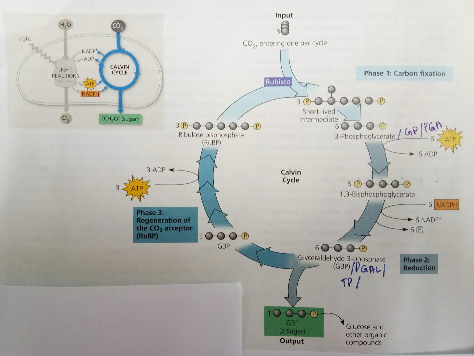 BIOLOGY is to serve mankind...: 2.6 PHOTOSYNTHESIS