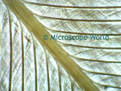 Microscope World Blog: Feathers