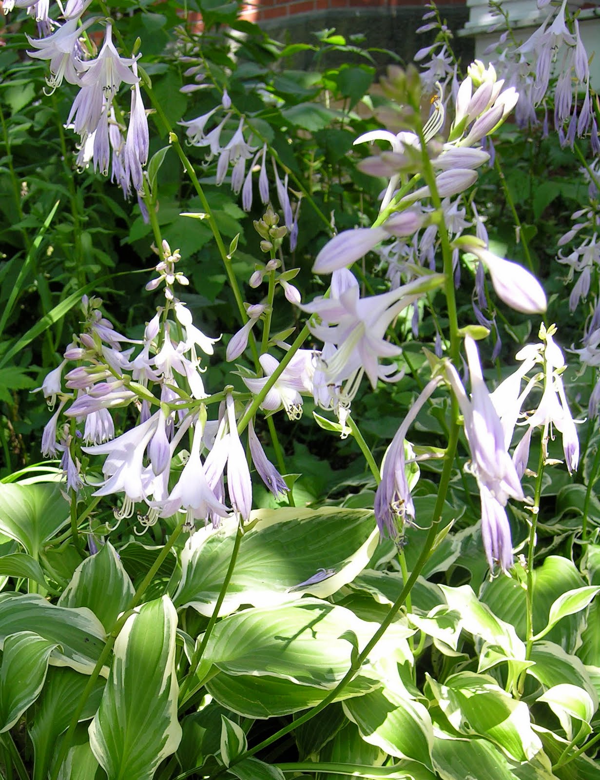 Recreating Eden: Saturday Photo: A Tangle of Hosta Flowers, and ...