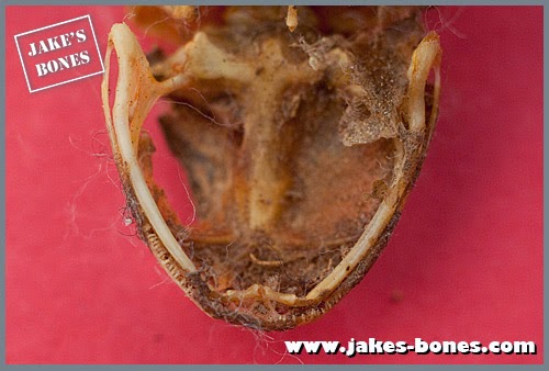 The incredible frog skeleton : Jake's Bones