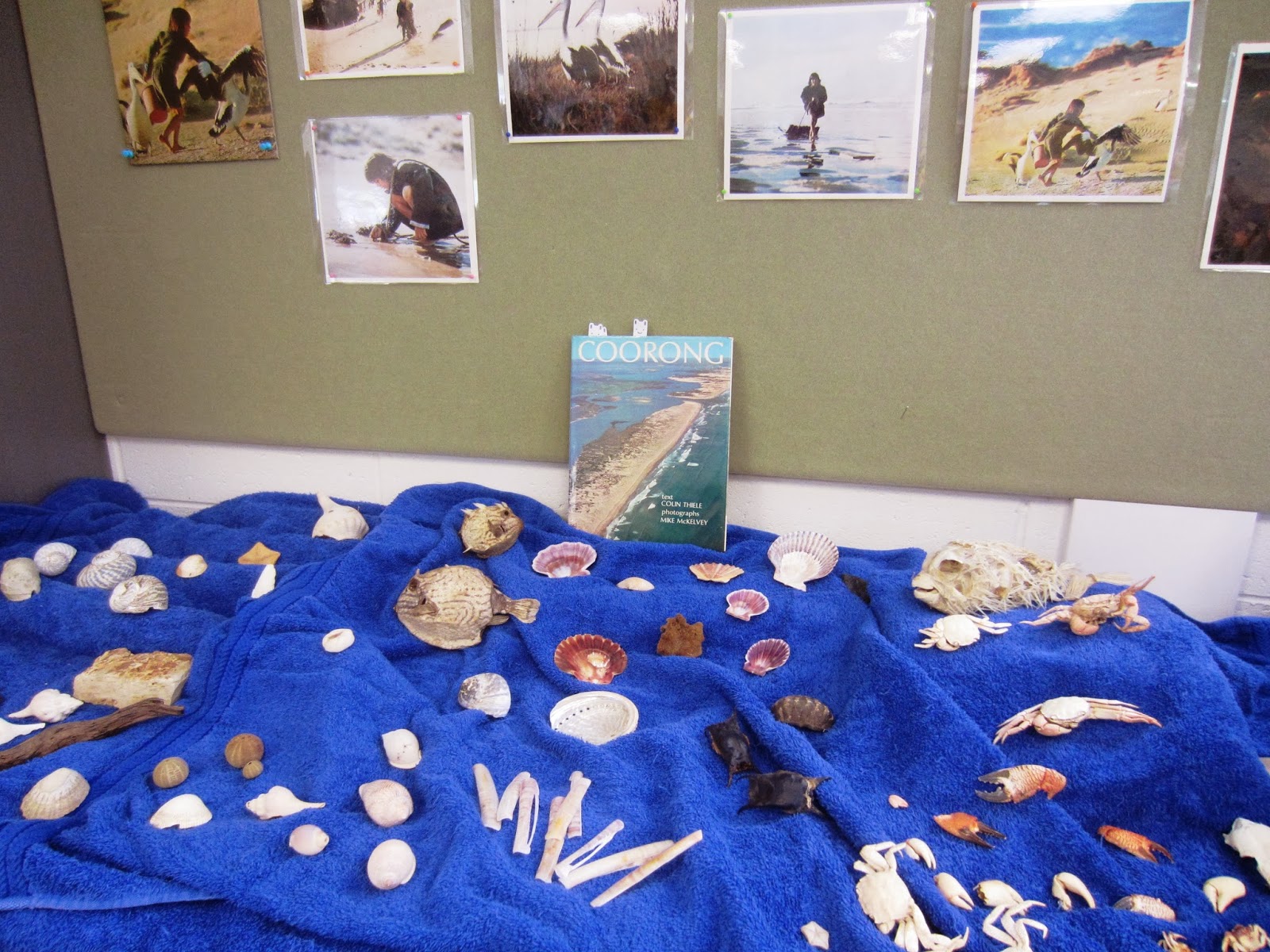 Blackmans Bay Primary News - 5/6 Coote/Miller: Storm Boy Book and Film Unit