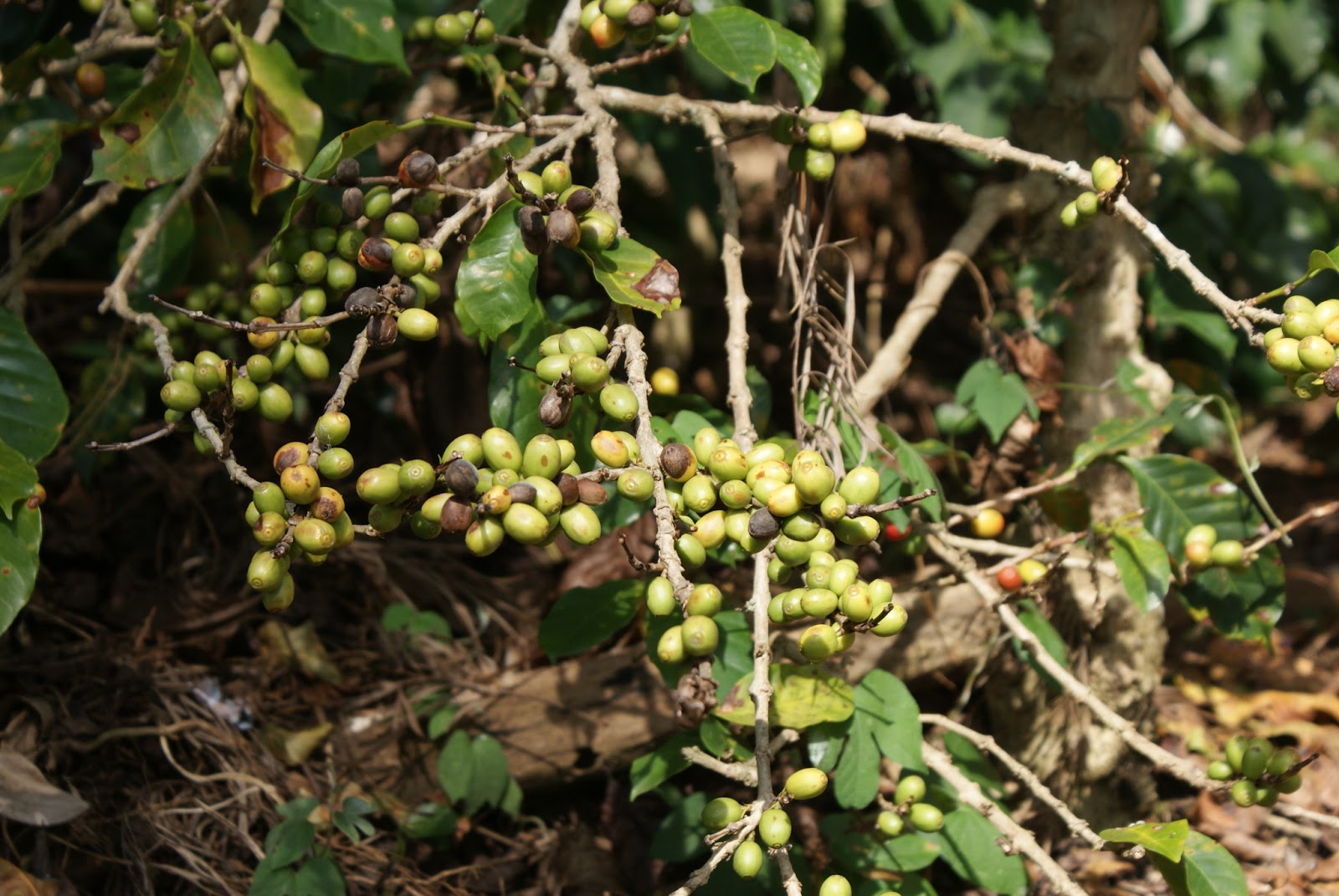 Inverted Coconut: Exotic Fruits