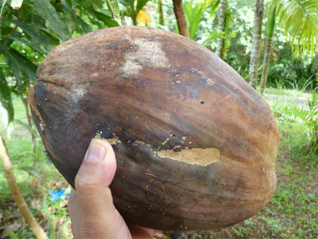 Guam Firehouse Cook: Making Coconut Milk