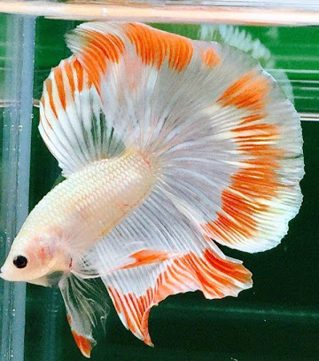 Betta fish care guide : Most Important tips - Aquarium's Care