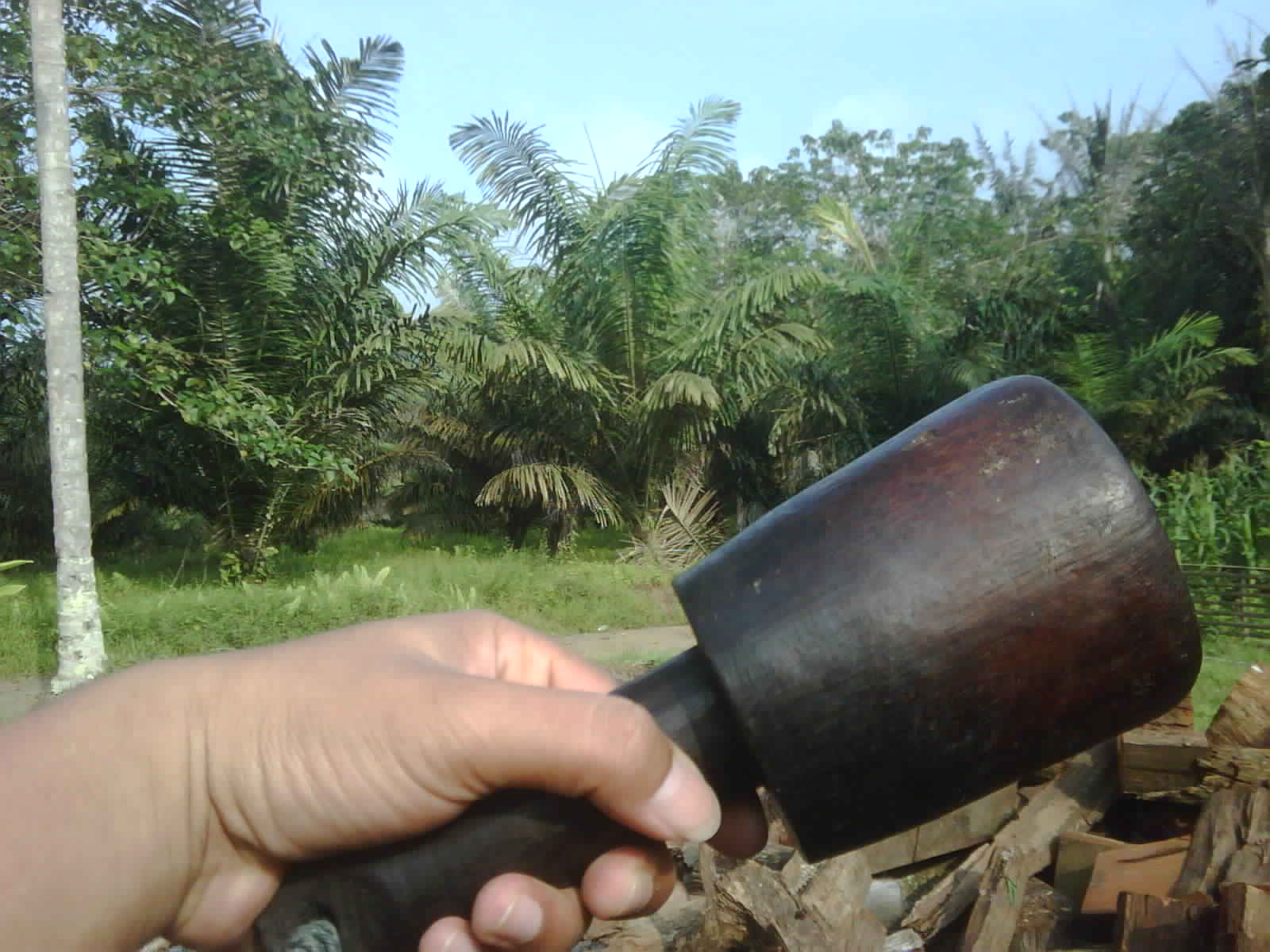 kebun aren: Berkunjung ke Kebun Aren di Balung River Eco Resort, Tawau ...