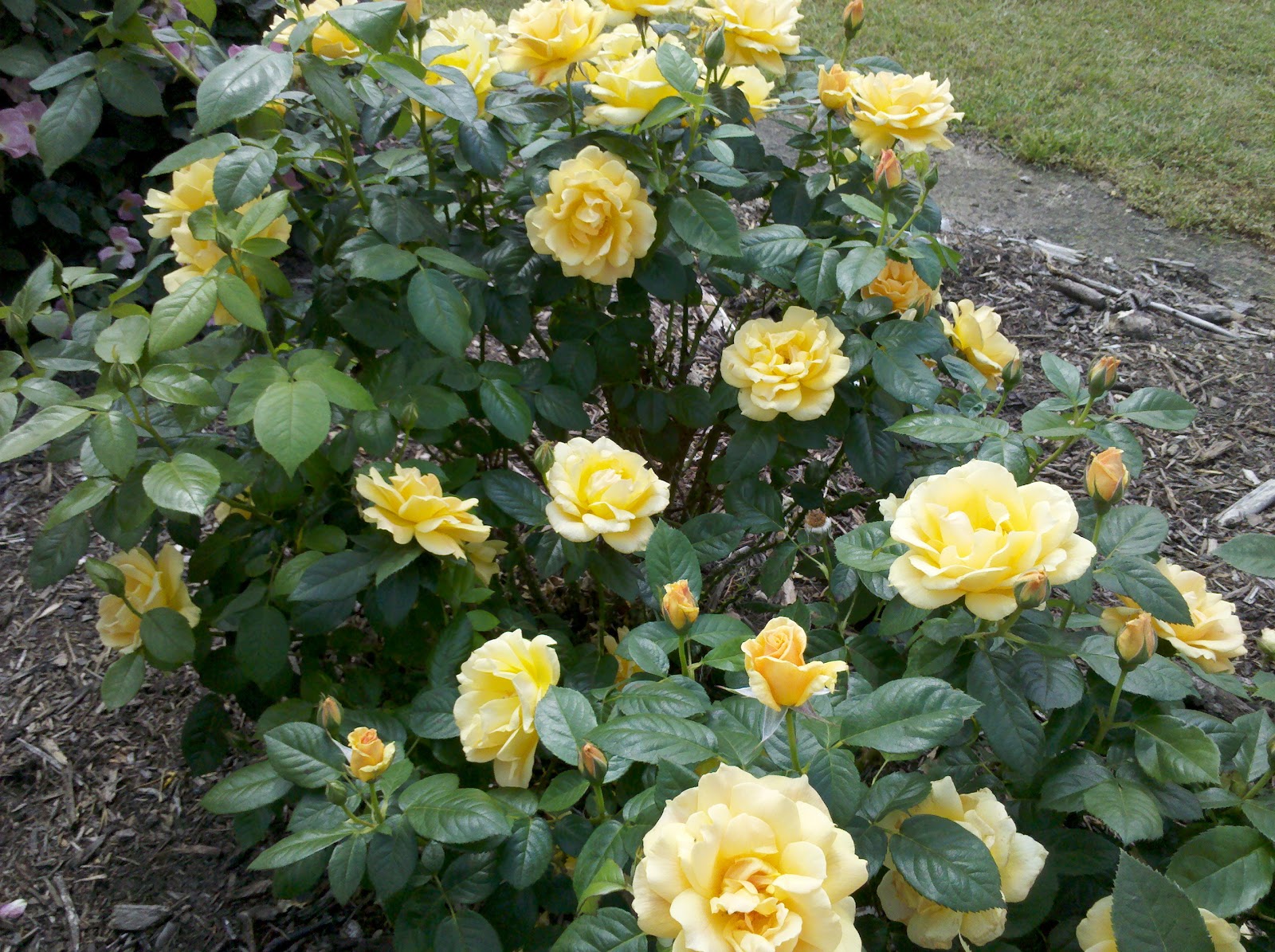 Welcome to the Pitt County Arboretum: ROSES IN BLOOM IN PITT COUNTY