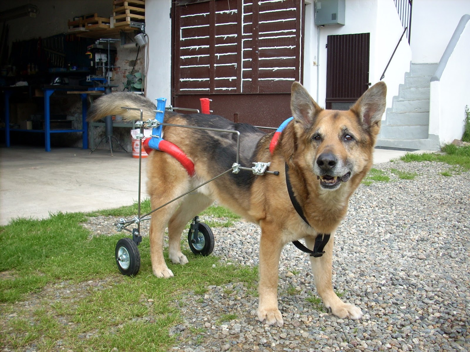 GAMBAROTELLA di Cerri Claudio - Carrelli Artigianali per cani: Ausili ...