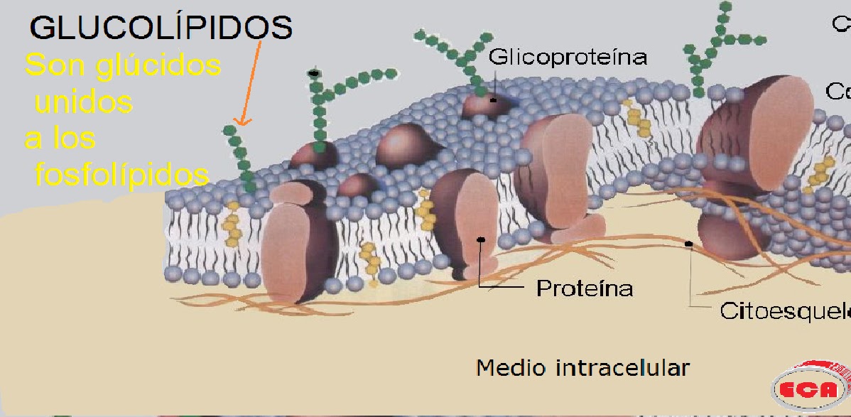 BIOQUIMICA: Glucolípidos