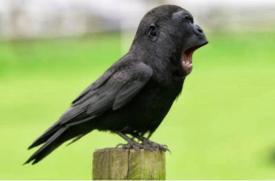 RattyGuru: Insane Animal Cross-Breeds