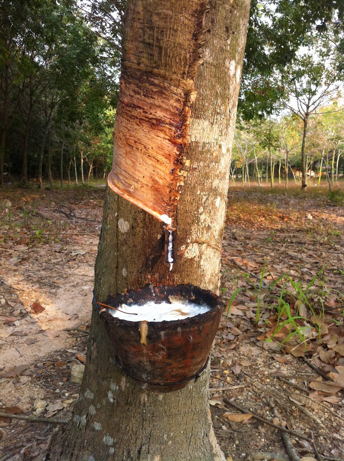 Elephants And Things ช้างและสิ่งอื่น: Rubber Trees