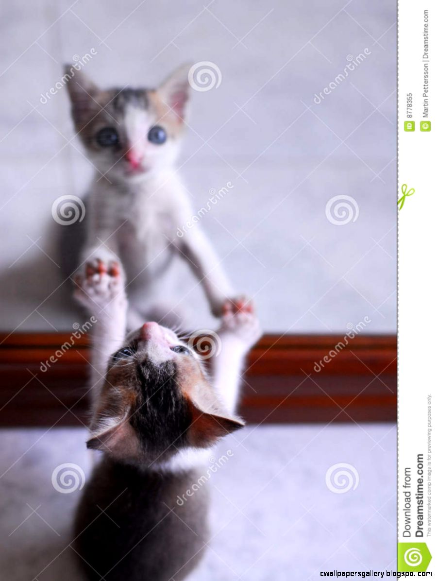 Cute Baby Kittens Playing | Wallpapers Gallery