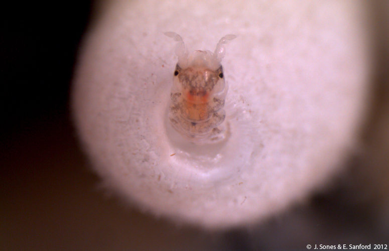 The Natural History of Bodega Head: Sponge surprise!