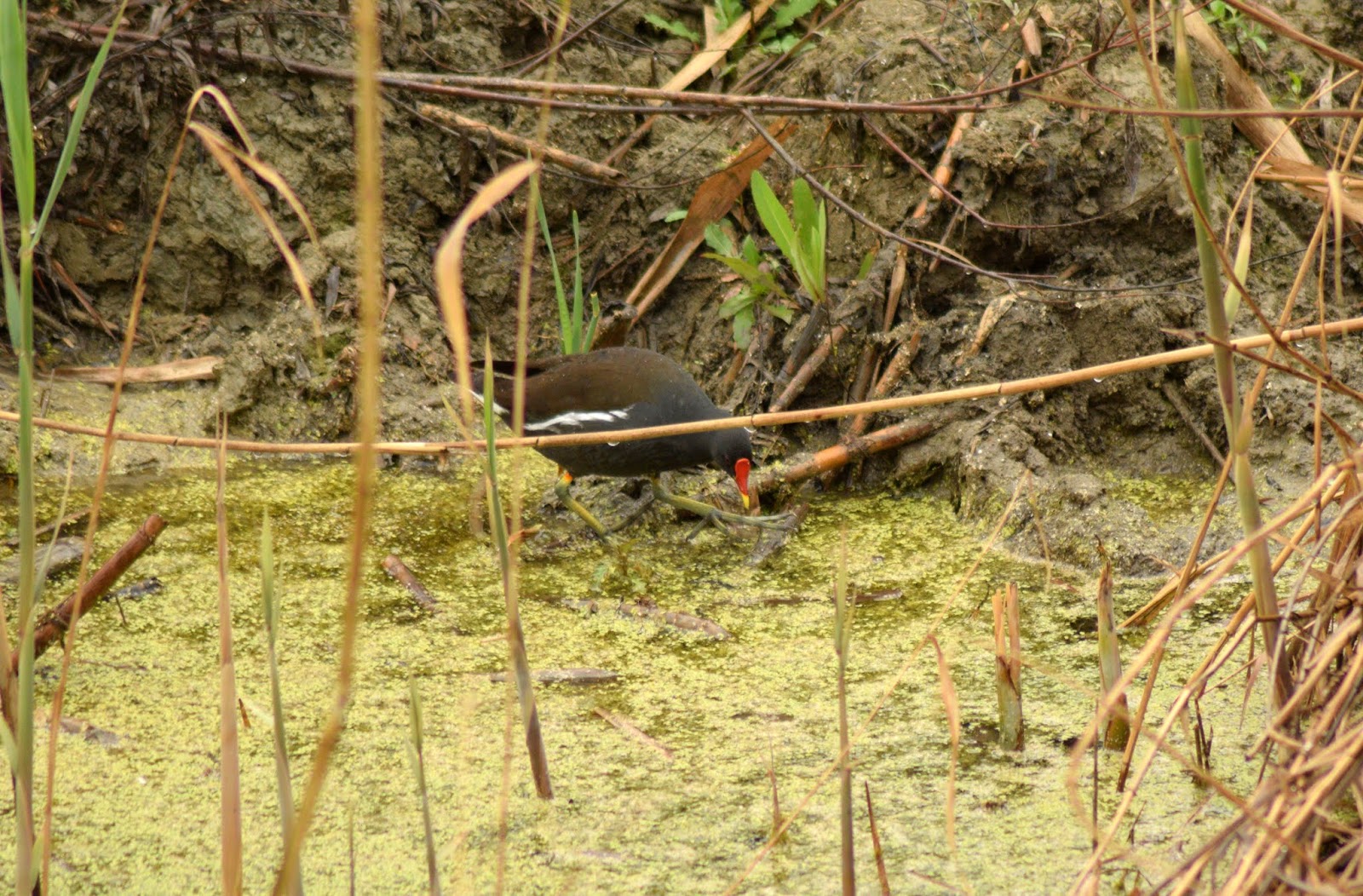 Frumusetile naturii: Gainusa de balta (Gallinula chloropus)