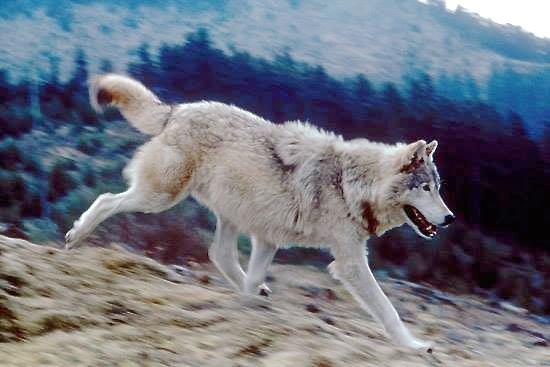 Rick Lamplugh: Keeping Wolves Alive in Montana, Part 4