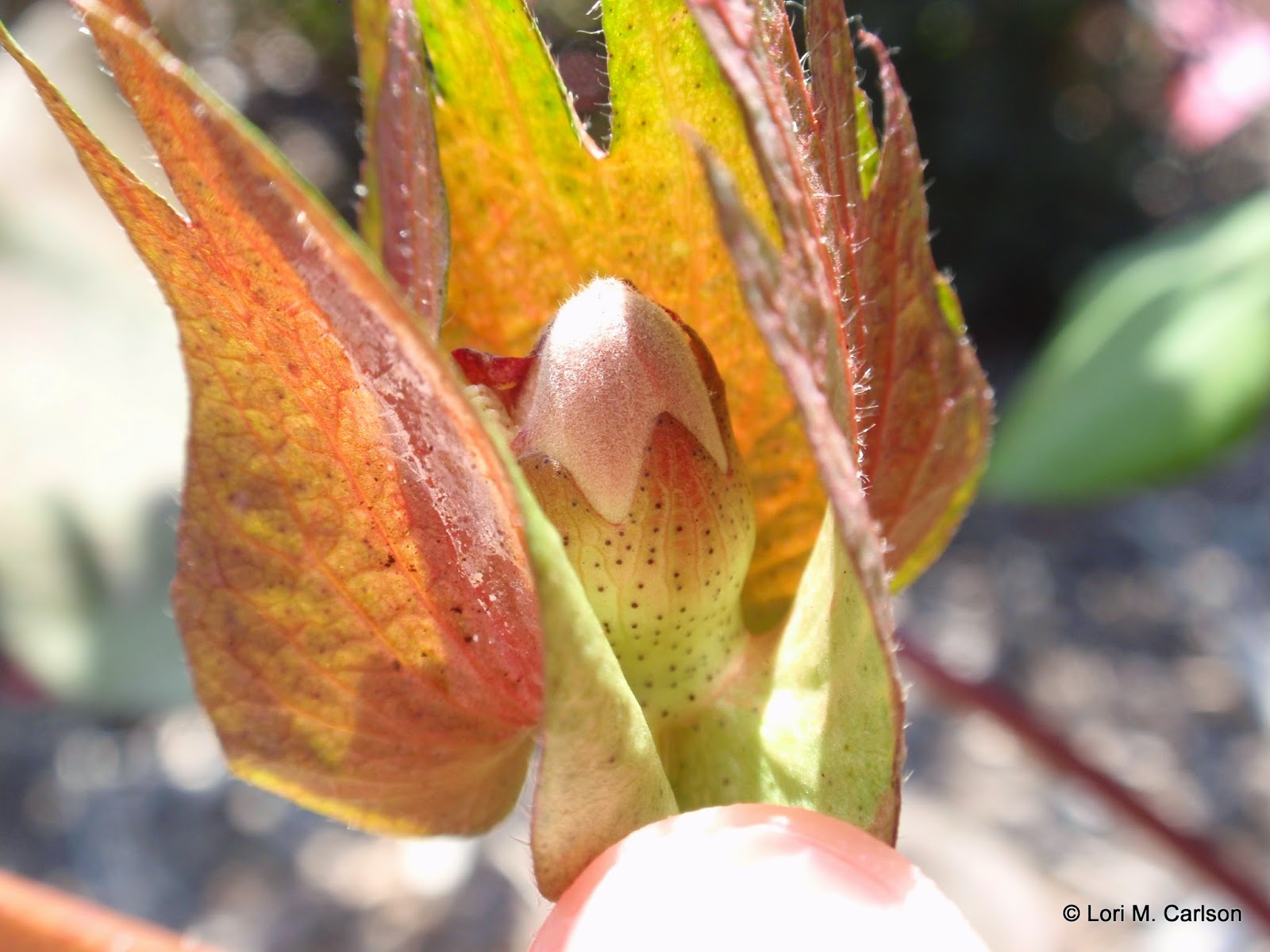 Shrone Designs: My Totally True Amazing Adventure in Growing Cotton