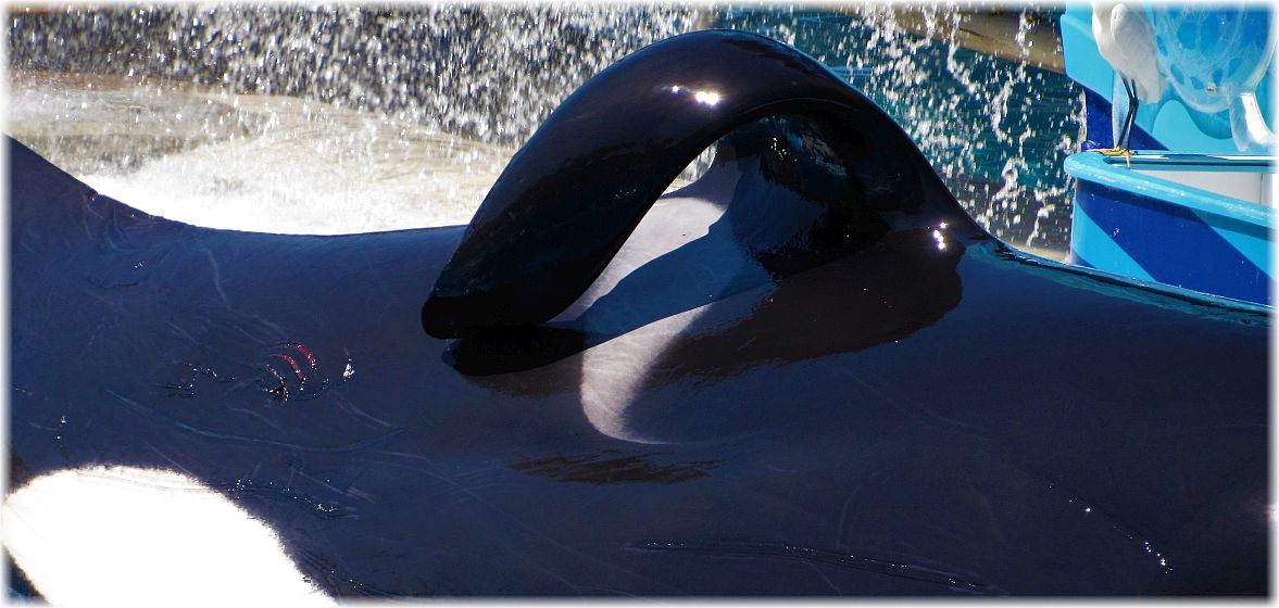 Voice of the Orcas: Elizabeth Shares Her SeaWorld Orca Images with the ...