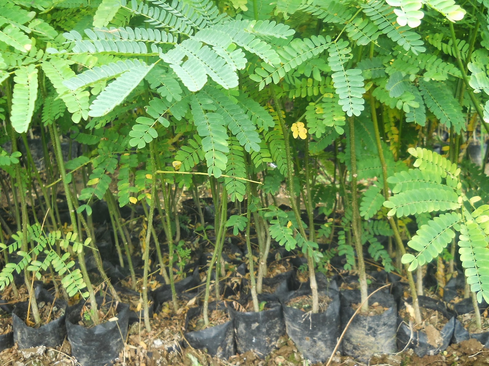 Inspirasi Baru 46+ Kayu Albasia