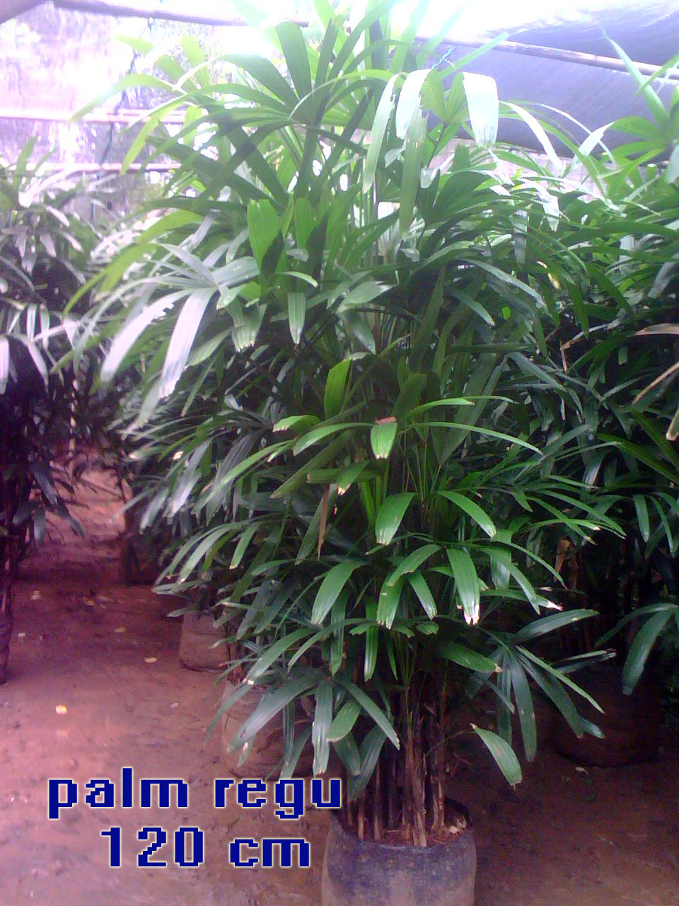 JUAL POHON PALEM REGU - kebon kembang bogor