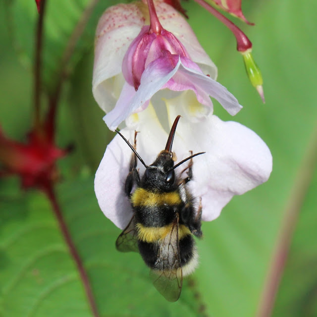 TrogTrogBlog: Ghost bees