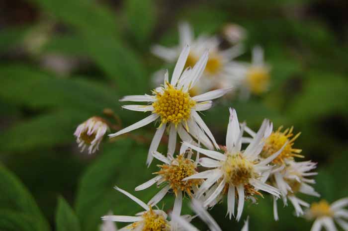 All Mushrooms Great and Small and a Waterfall
