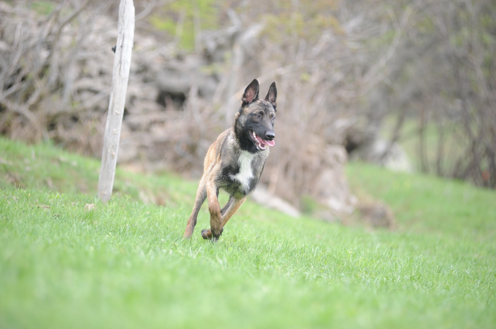 Mantrailing: Pastore Belga Malinois
