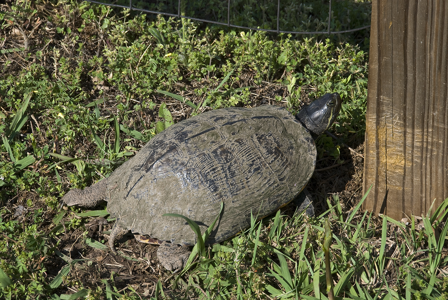 The Bamboo Turtle: Spring at the Beaver Marsh