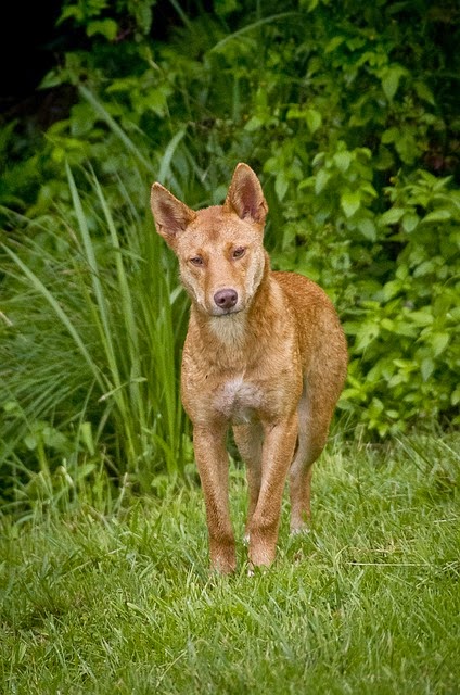 World of Wildlife: Dingo Facts