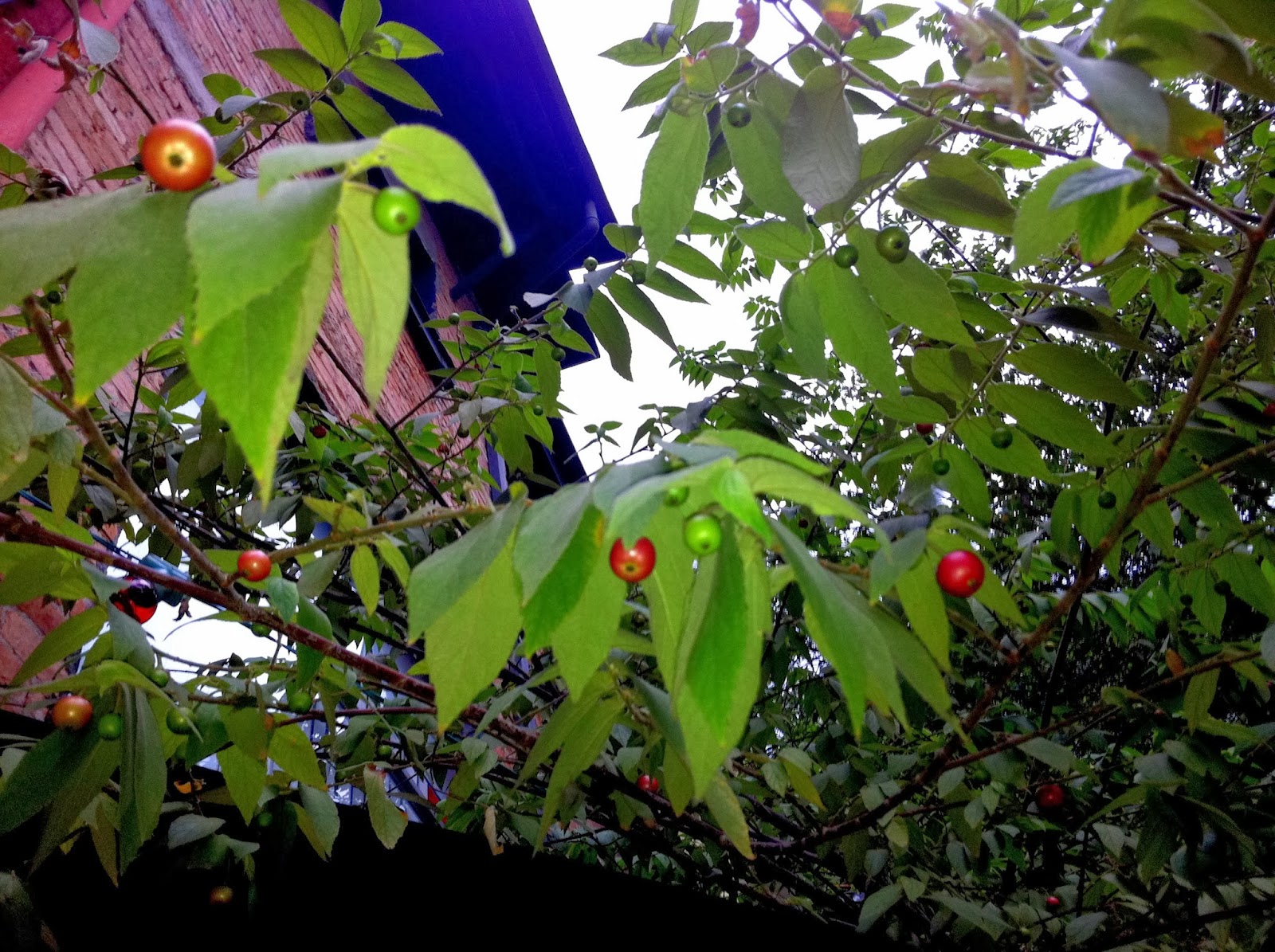 come-se: Calabura é o que é