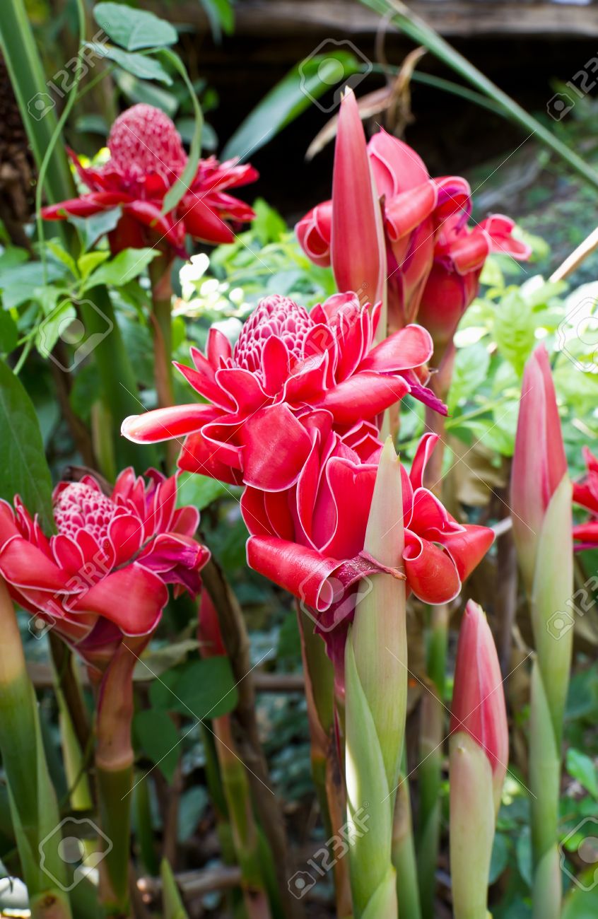 kecombrang / Torch ginger, etlingera elatior flowers : 11 Manfaat Bunga ...