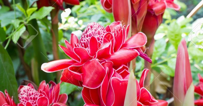 kecombrang / Torch ginger, etlingera elatior flowers : 11 Manfaat Bunga ...