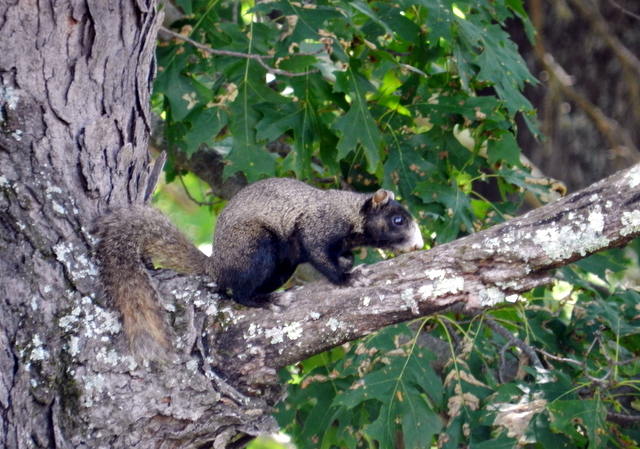 Blue Country Magic: Masked Face Fox Squirrel