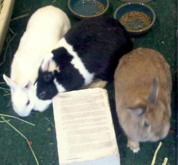 Rabbit Ramblings: Tax bunnies