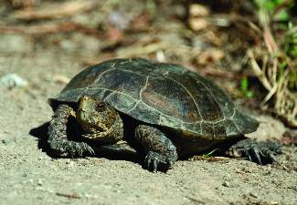 Western Pond Turtle - Reptiles World