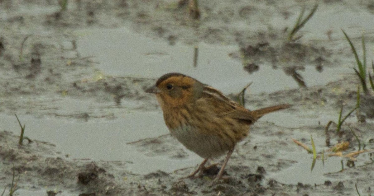 Birding Is Fun!: It's Time for Sparrows!