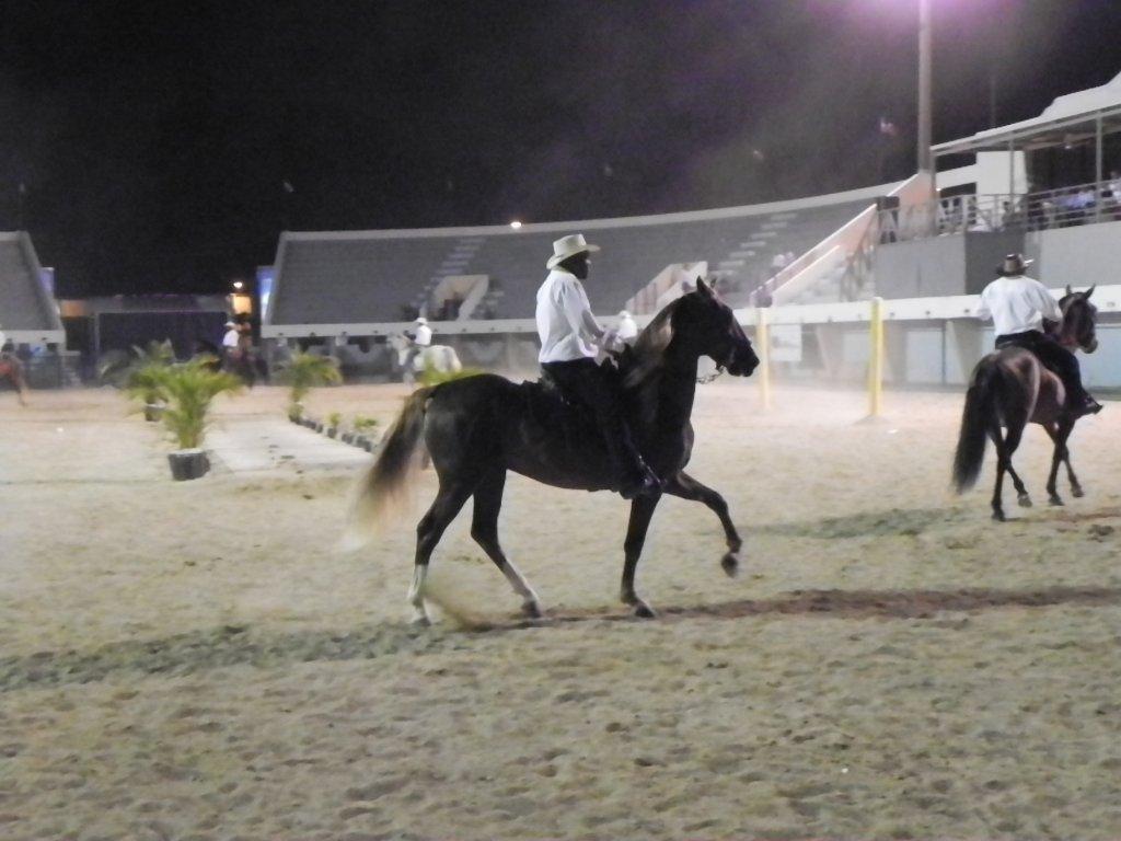 PORTAL GANADERO HIGUEYANO: IMAGENES "CABALLOS DE PASO HIGUEYANO"
