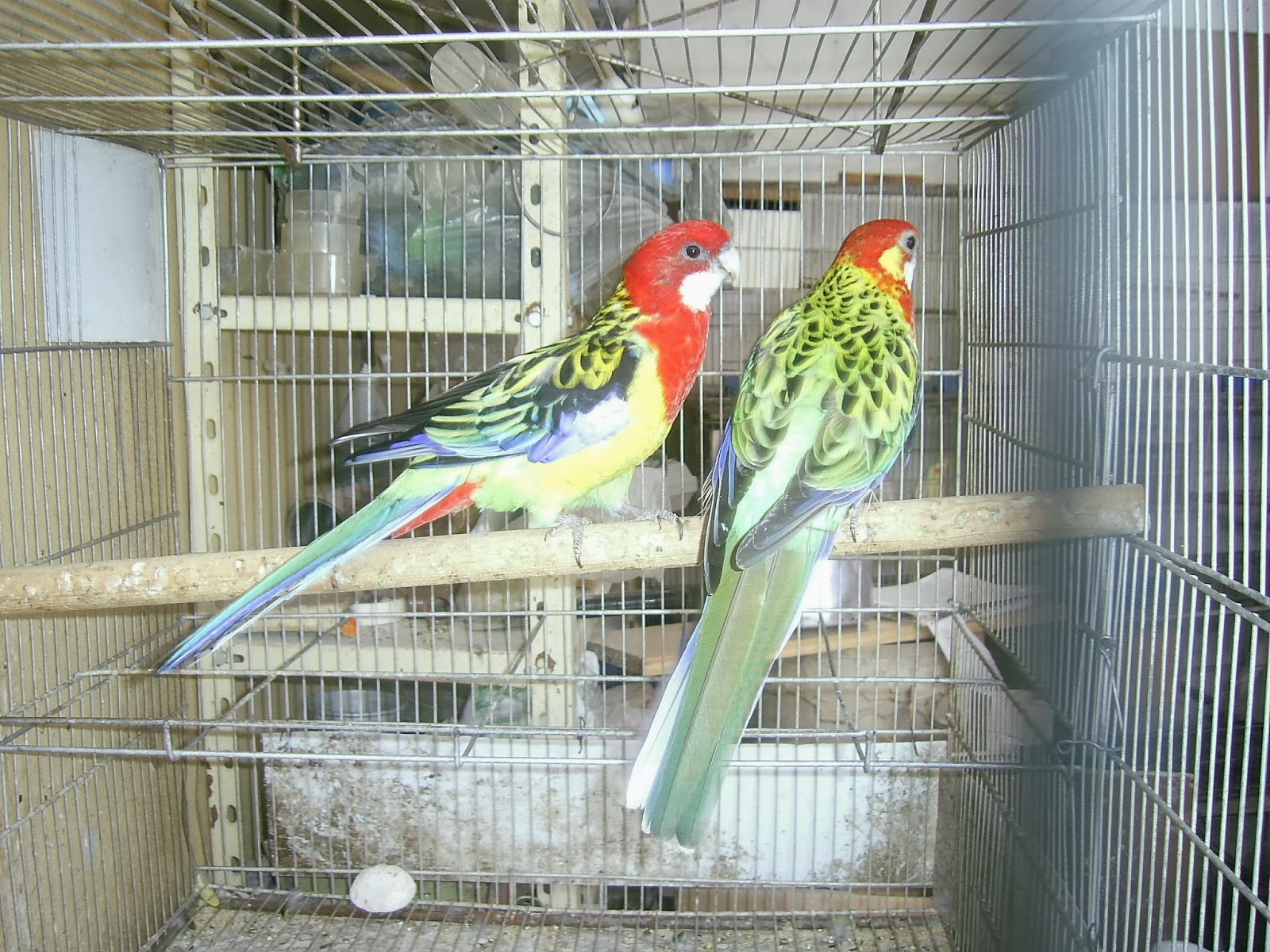 Criadouro Pôr-do-Sol: ROSELAS EXIMIUS