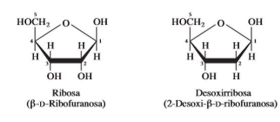 Inicio de Bioquìmica .... : ACIDOS NUCLEICOS