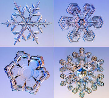 Ms.Reynolds Classroom Canvas: Snowflake Symmetry