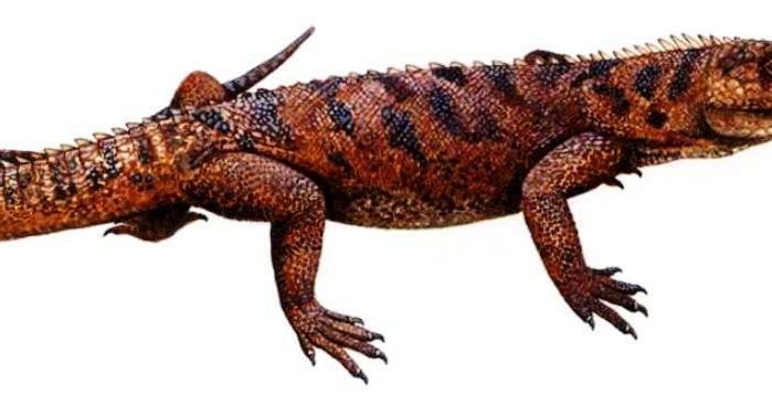 Blog de la Vida Prehistórica: Acleistorhinus