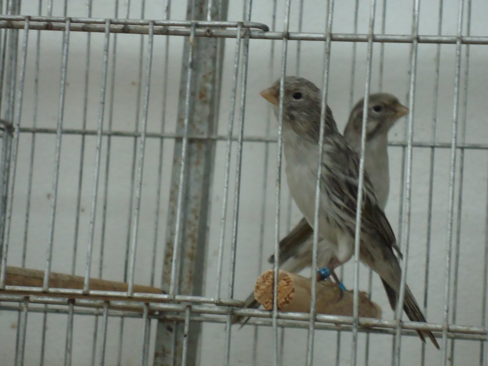 Os Maravilhosos Canários de Jonner Alves: Filhotes: Azul Opalino Dominante