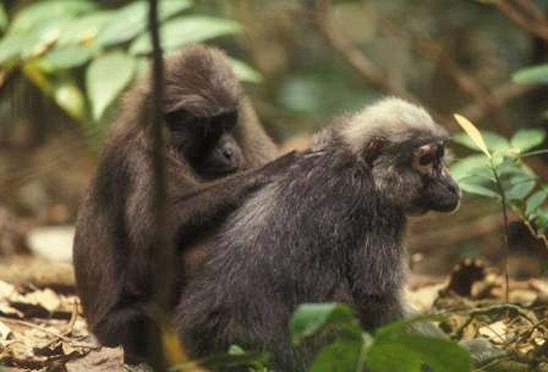 THE ANIMAL for JUST: Macaca maura