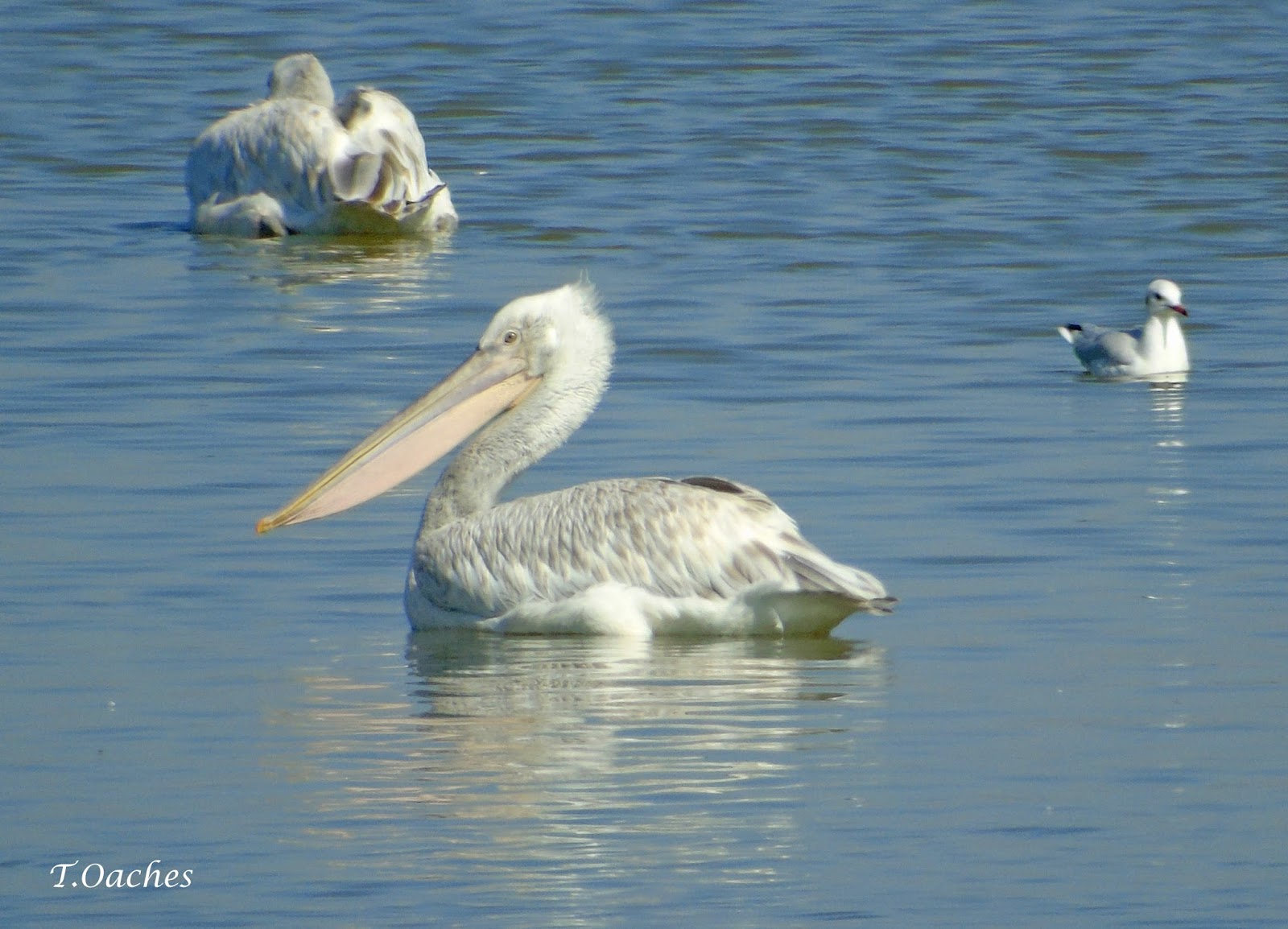 PASARI DIN ROMANIA: PELICAN CRET, Pelecanus crispus