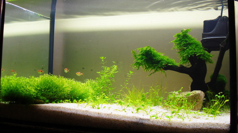Cercetează: Cum se aseaza plantele in acvariu?