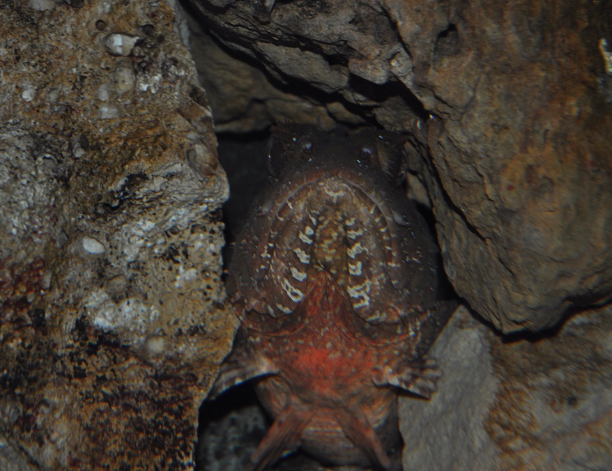 ZOOTOGRAFIANDO (6.100 ANIMALS): RASCACIO / BLACK SCORPIONFISH ...