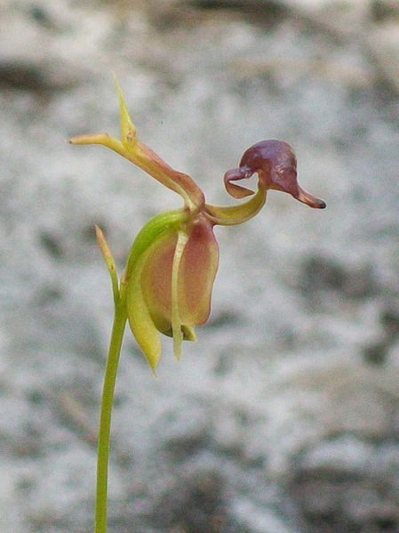 Amazing Flying Duck Orchid (Caleana major) : Beautiful & Awesome Flower ...