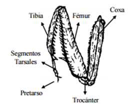 Adaptaciones Morfológicas de los Invertebrados: marzo 2016