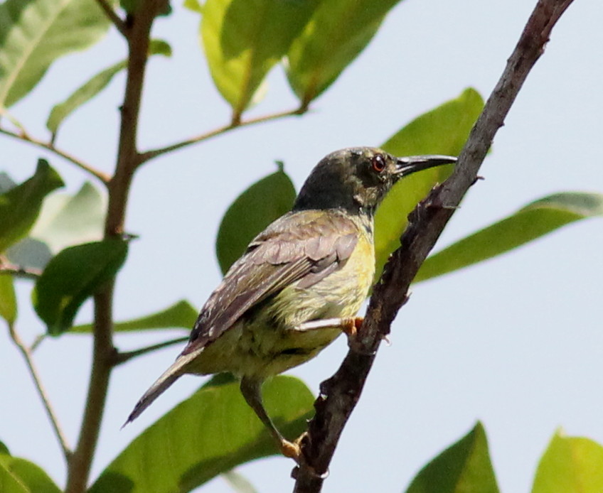 Ron-Nature-Adventures: Birds of Forest Edge