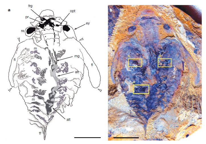 PaleoStories: Lyrarapax, il cervello degli anomalocaridi e l'evoluzione ...